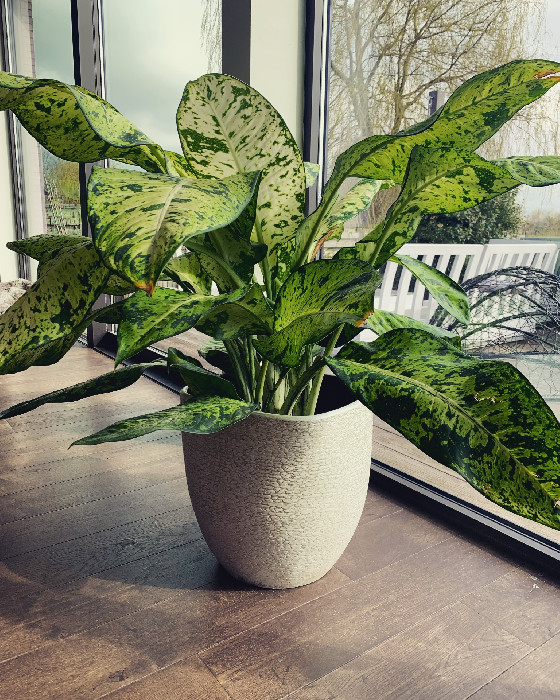 Inspiratie :: Interia home